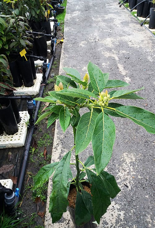 Planta de Aguacate BACON – Tropical Plants